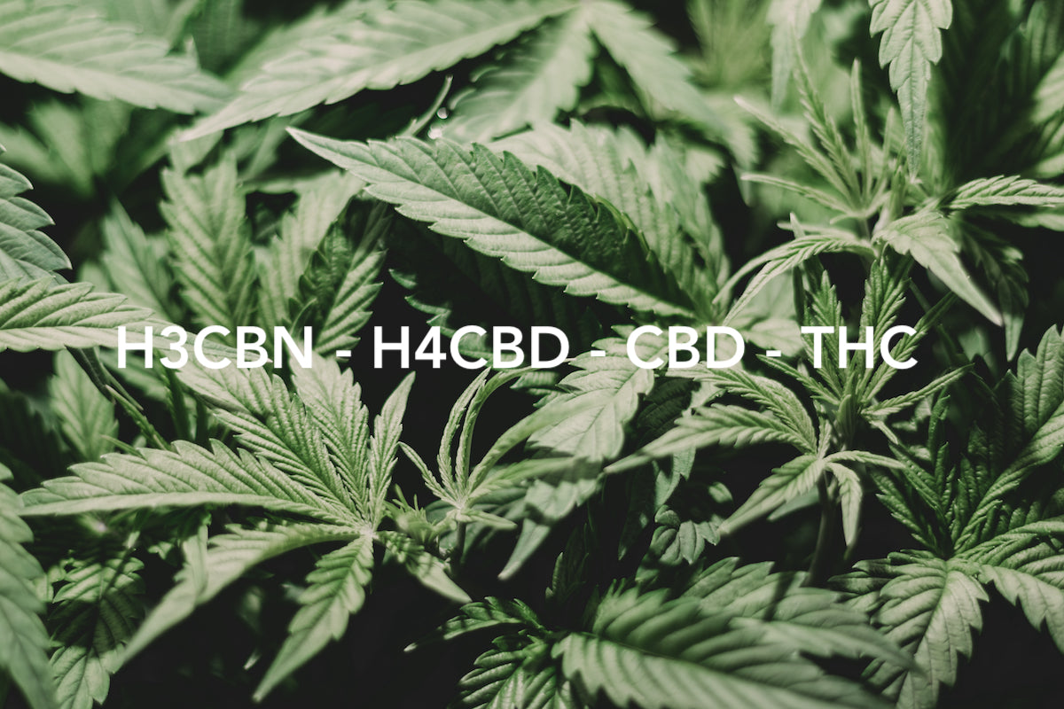 Comparatif entre H3CBN, H4CBD, CBD et THC — KroMood