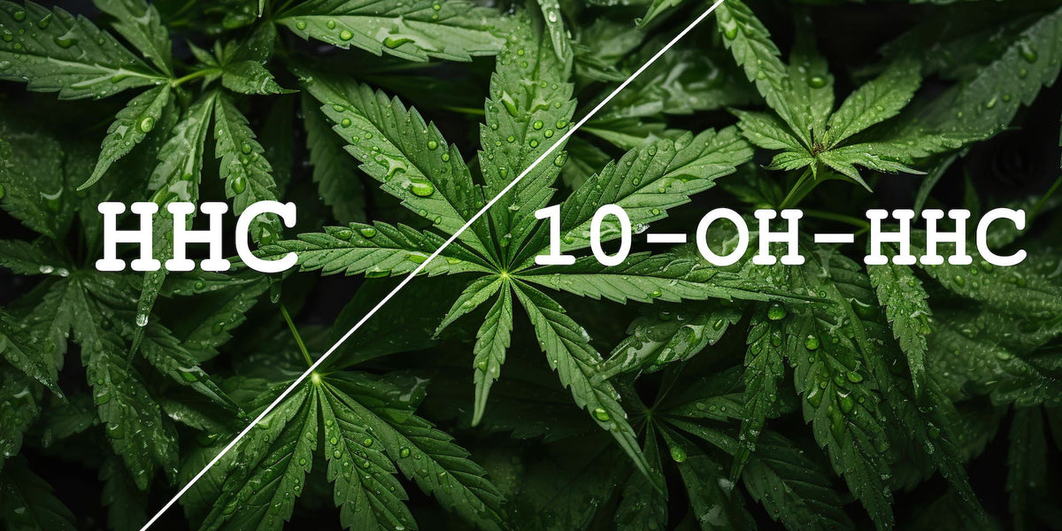 10-OH-HHC vs. HHC: Was sind die wirklichen Unterschiede? — KroMood