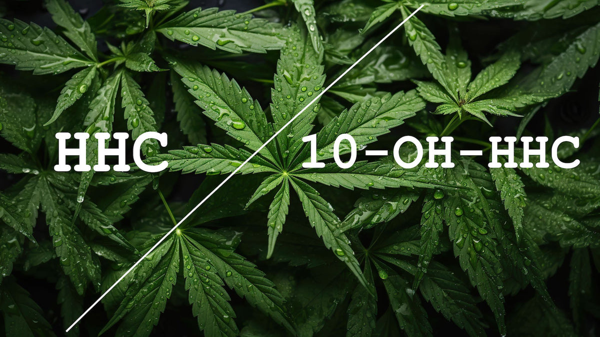 10-OH-HHC vs HHC: What are the real differences? — KroMood