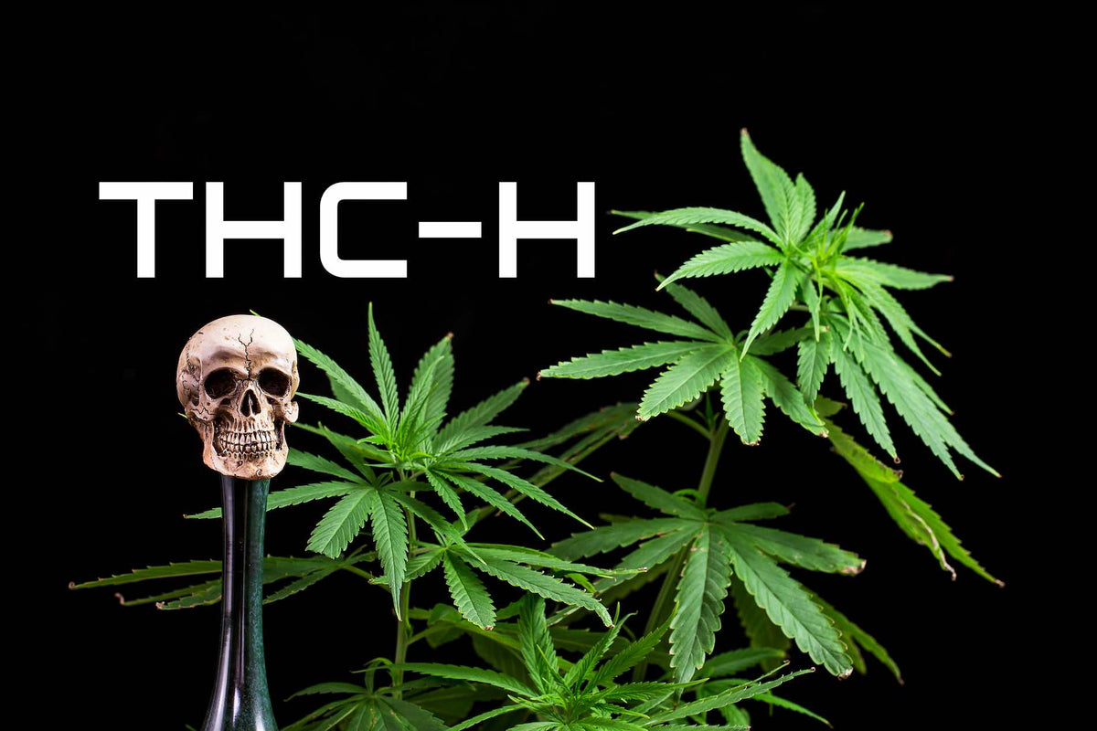 THC-H : L'émergence d'une Puissance Cannabinoïde Révolutionnaire ...