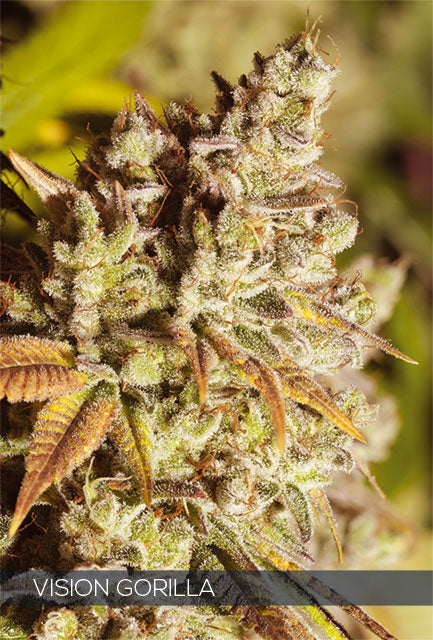 Vision Seeds - Graine de Cannabis - Vision Gorilla — KroMood